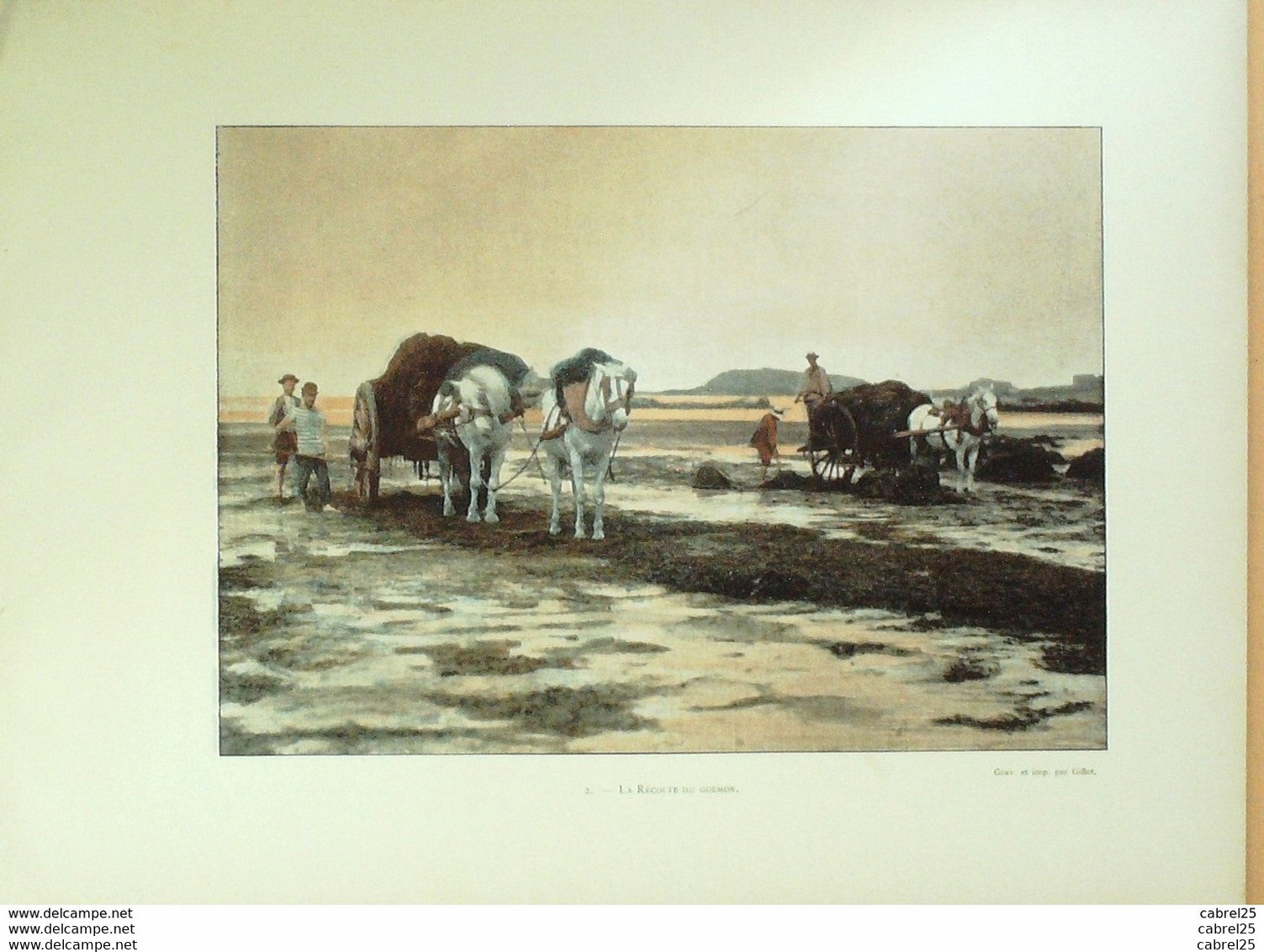 France (35) ST MALO récolte du GOEMON